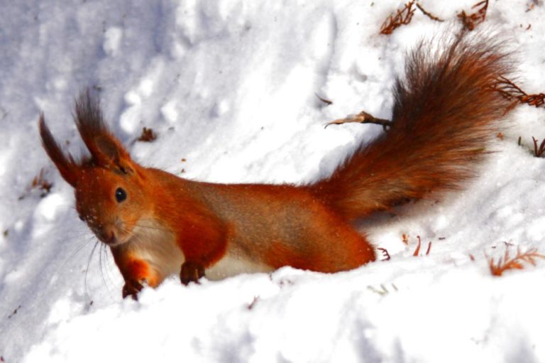 The top 10 best animal names in the Welsh language