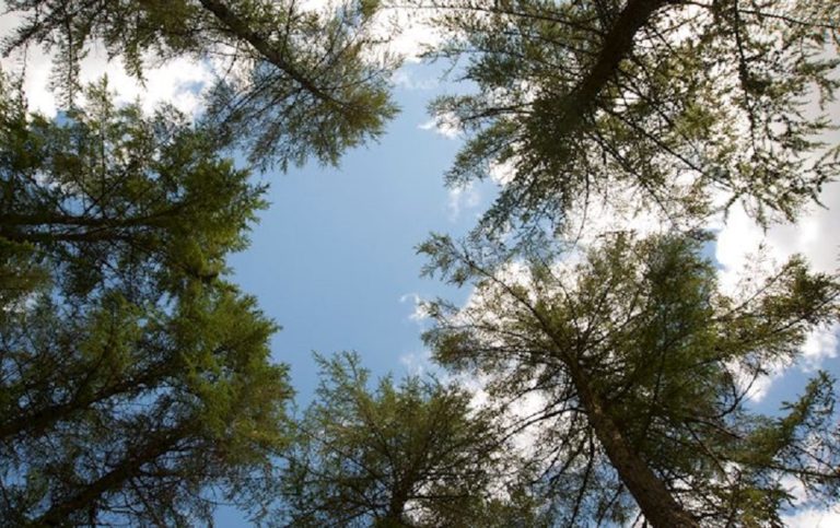Tree felling to remove larch trees in Ogwen Valley