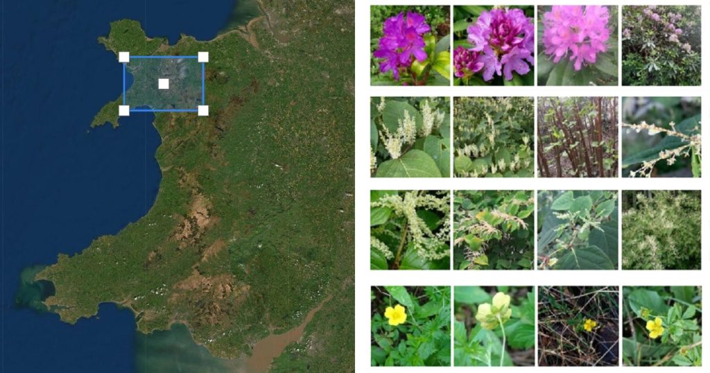 New interactive map shows the most common flora in every part of Wales