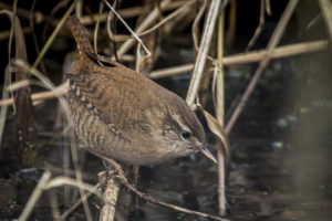 The unusual New Year’s traditions that are unique to Wales