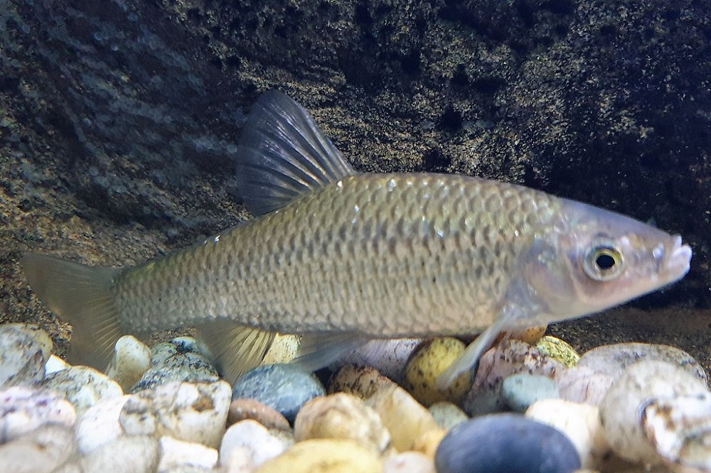 NRW launch operation to remove invasive fish species from ...