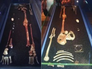 Red Lady of Paviland: the story of a 33,000 year-old-skeleton – and the ...