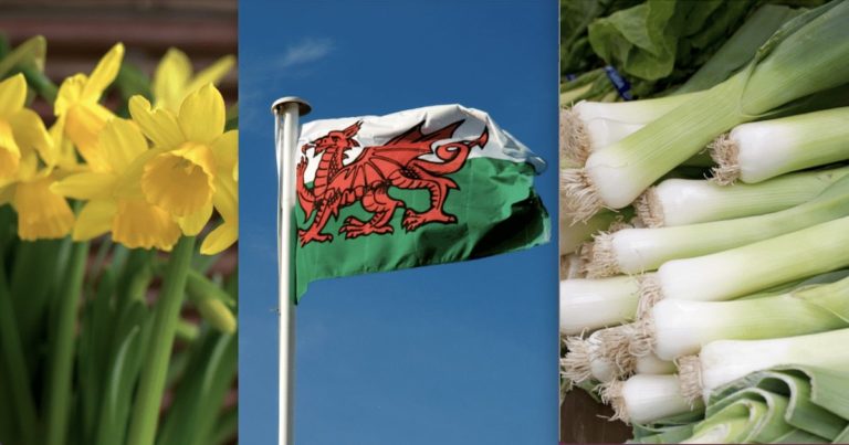 The national emblems of Wales – and their surprising origins
