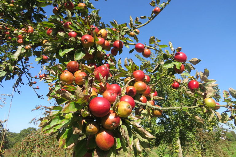 Food Tales from Wales: Celebrating the patron saint of Welsh orchards