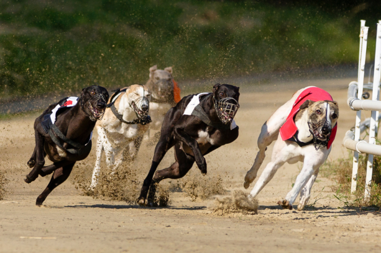 It’s National Greyhound Day; here’s why it’s time to Cut The Chase