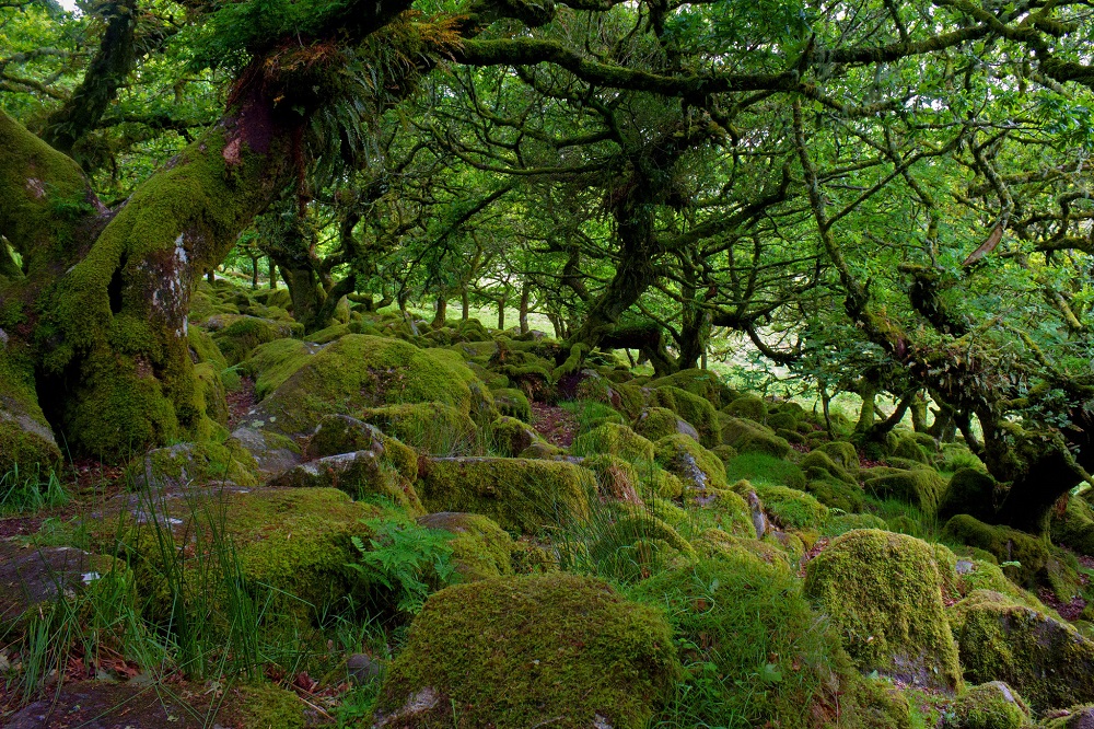 How to recognise a Celtic rainforest when you see one