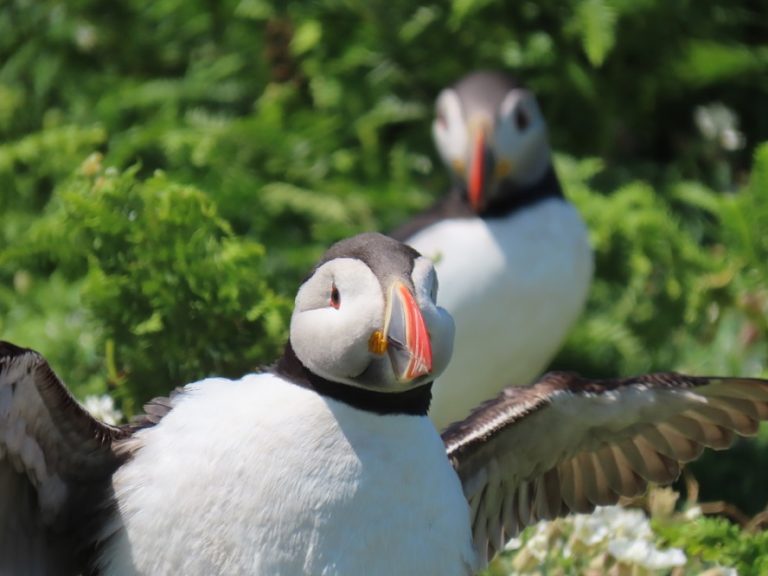 Record breaking puffin numbers on Skomer Island