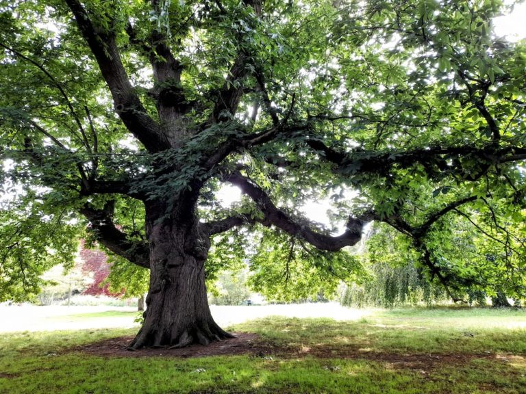 Welsh tree in the running to be crowned European Tree of the Year