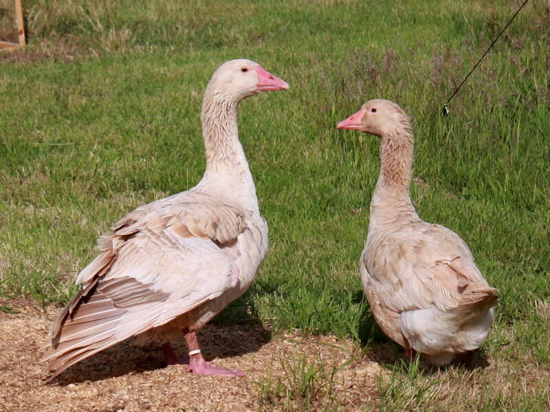 Goose and Plygain: Welsh Christmas food traditions
