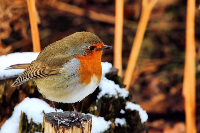The largest garden wildlife survey in the world set to return