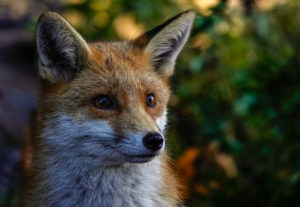 New figures reveal the scale of fox cub hunting by Welsh hunts