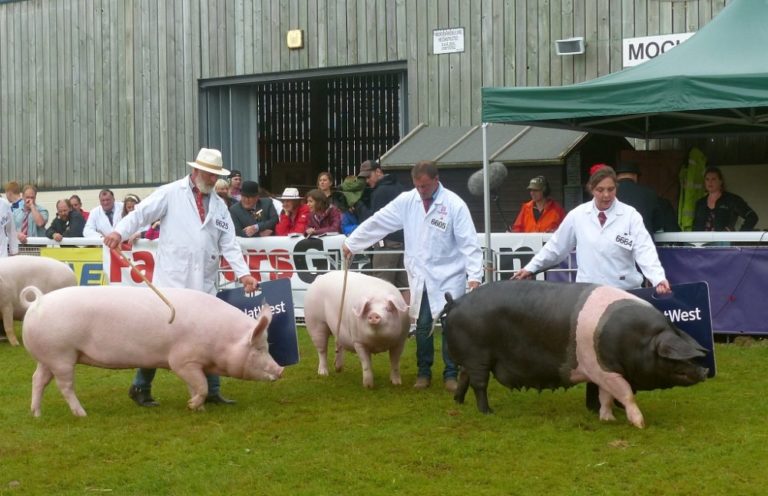 Royal Welsh Show claim they will lose millions if changes to school ...