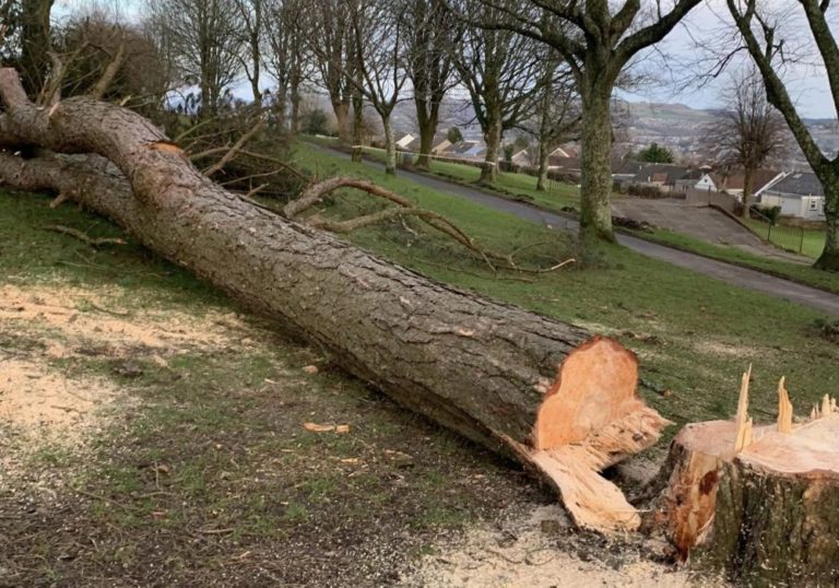 Anger from residents as council chops down healthy trees