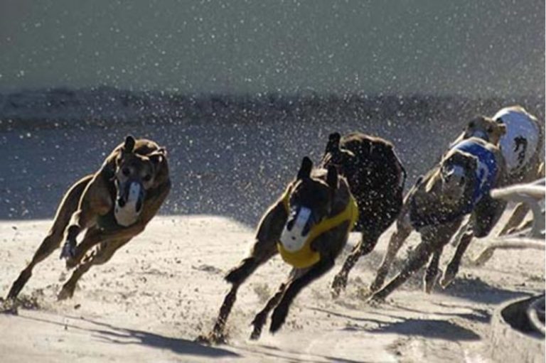 One week left to sign open letter calling for phased end to greyhound racing in Wales