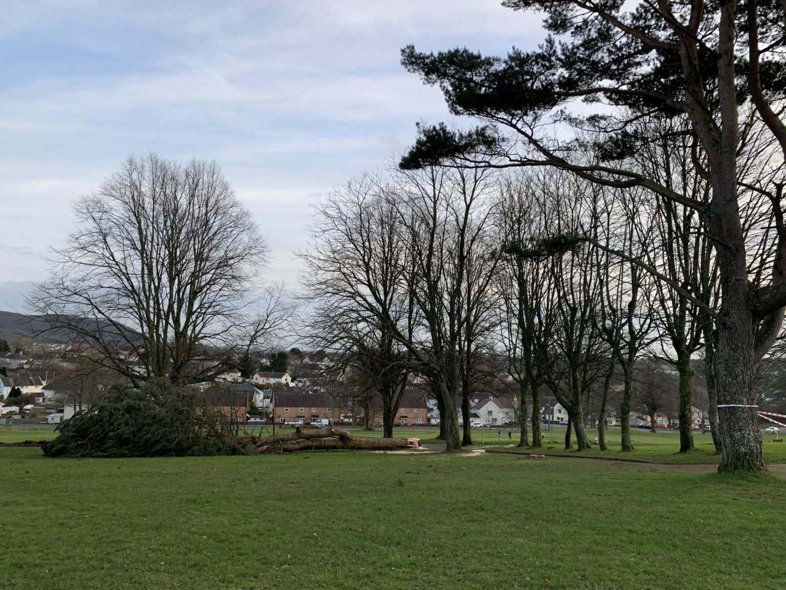 Anger from residents as council chops down healthy trees