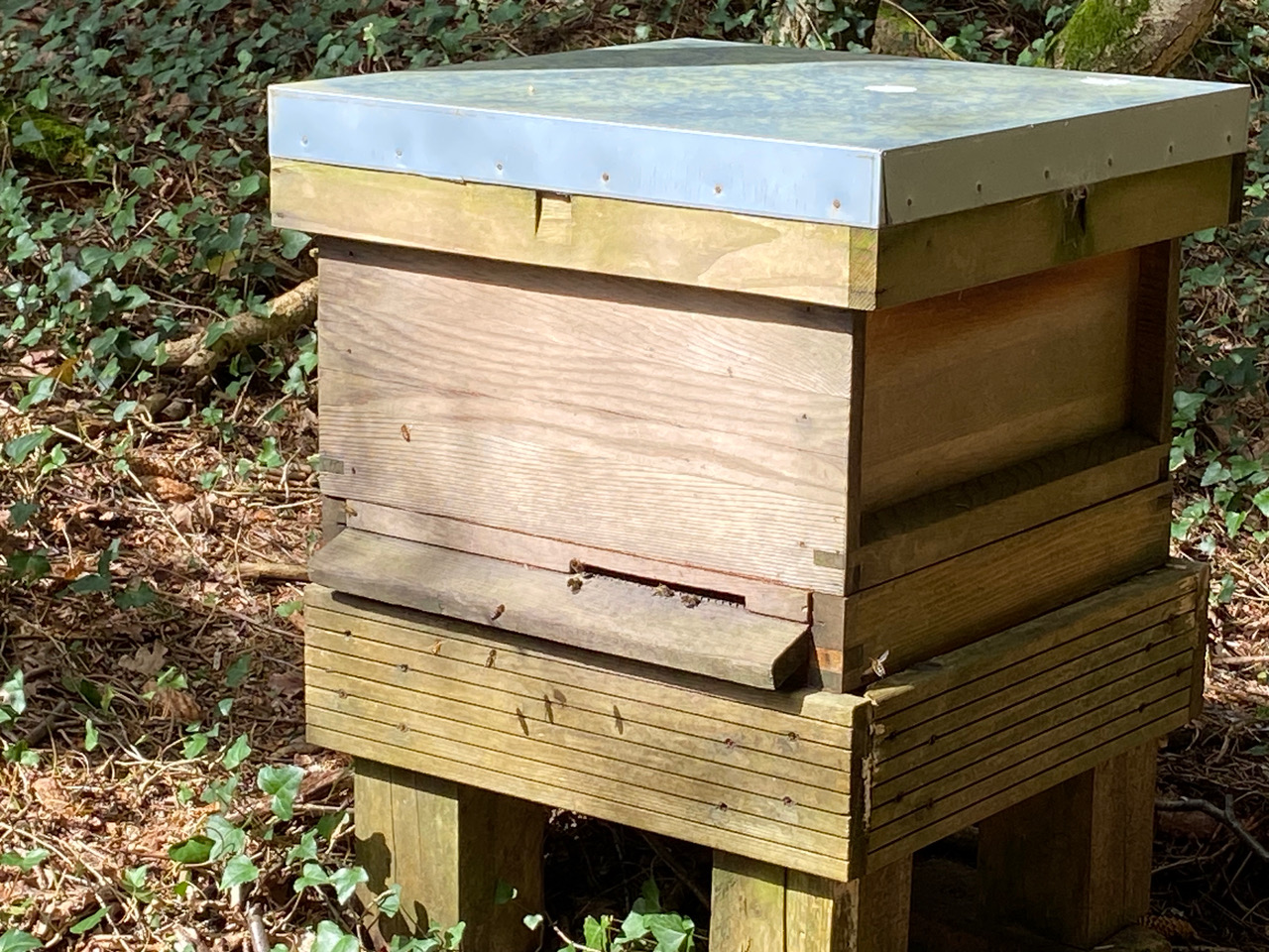 Why a Welsh council wants to ban new bee hives and artificial grass ...