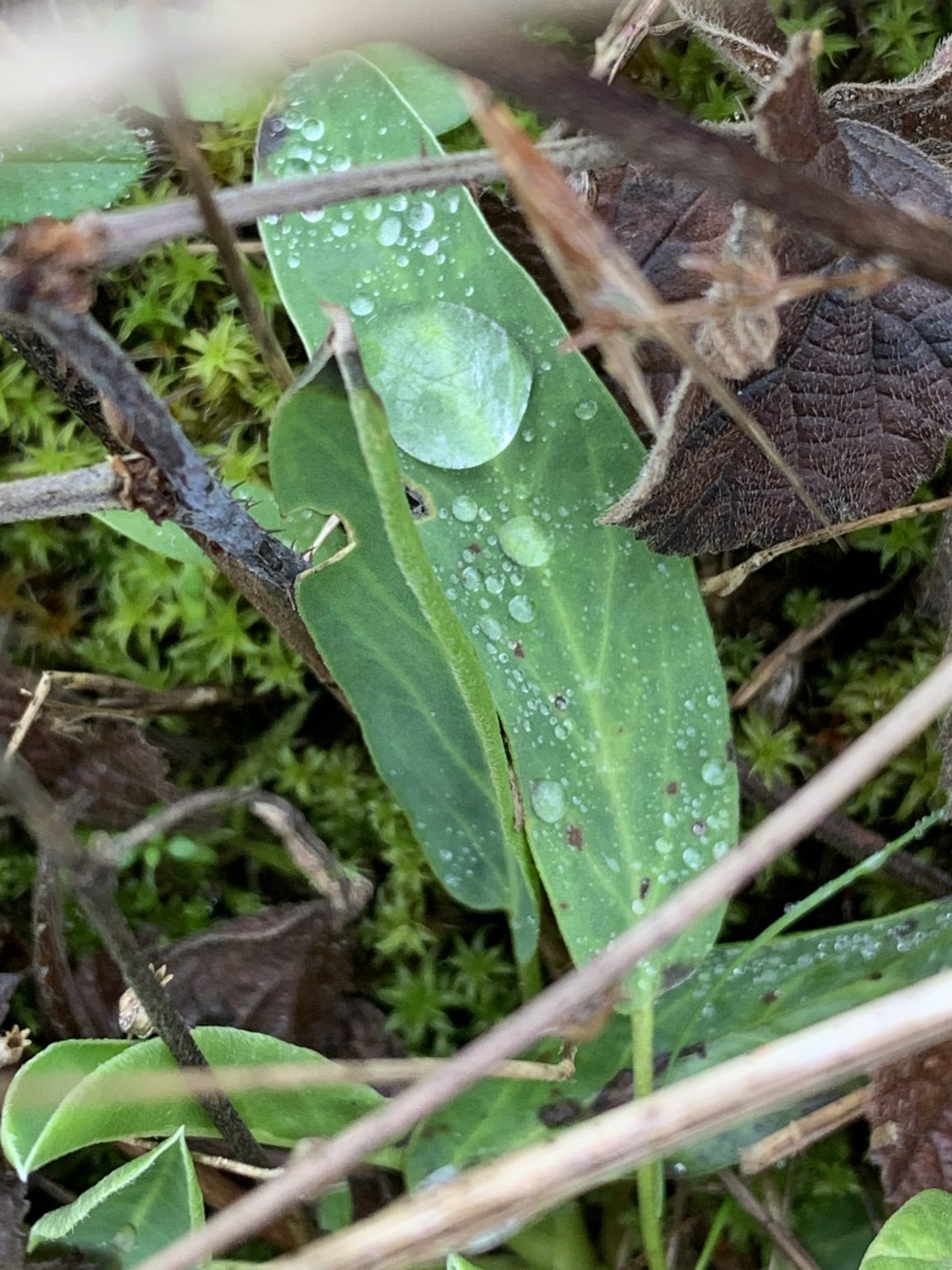 Letter from Crymlyn Burrows