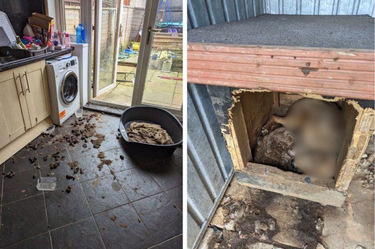 Woman sentenced after dog found dead and another found emaciated in Newport