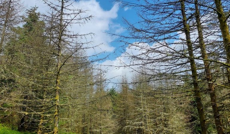 Start date confirmed for six-month project to remove diseased trees ...