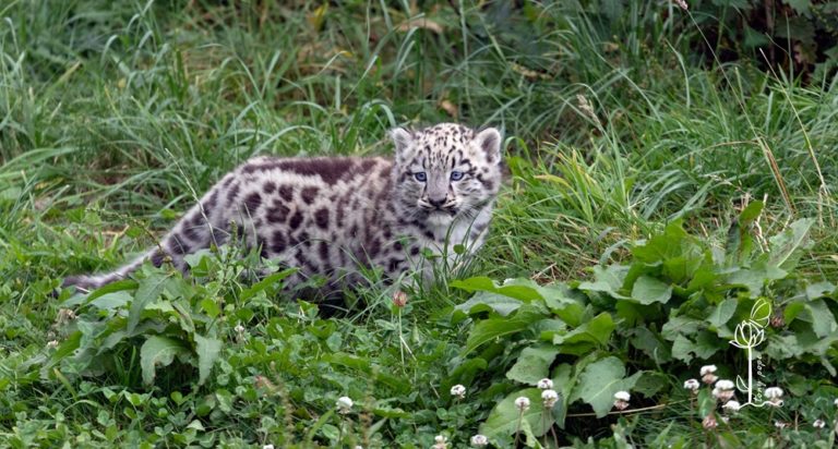Welsh Zoo confirms new snow leopard cub is a male