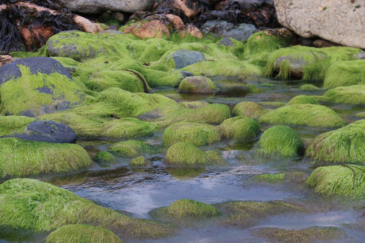 Short story: The Rock Pools by Tony Burgess