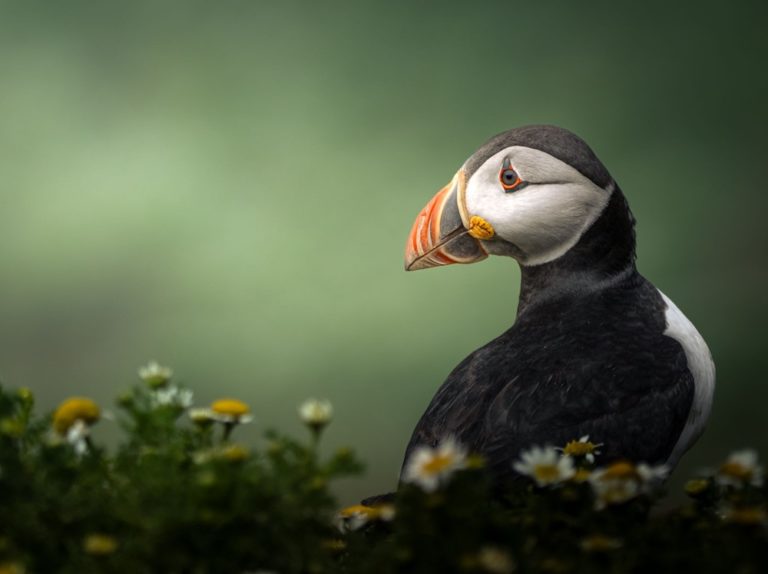 Welsh teenager wins prestigious photography competition with striking ...