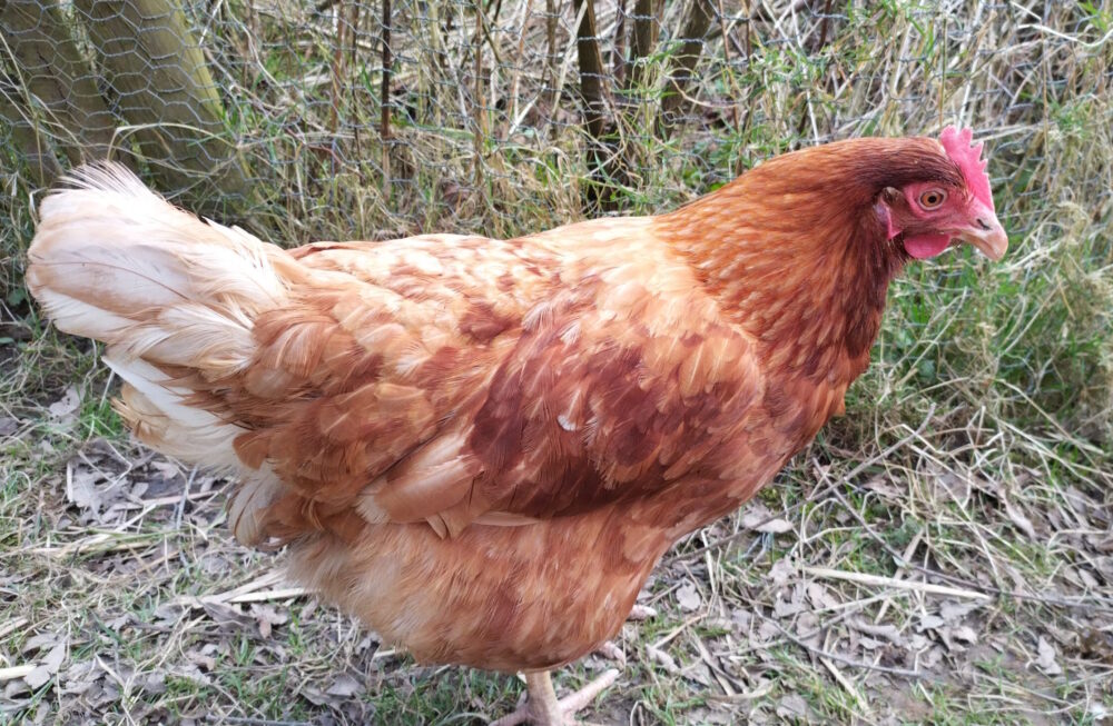 Rescue hen makes finals of PETA’s ‘Best Chicken Competition’