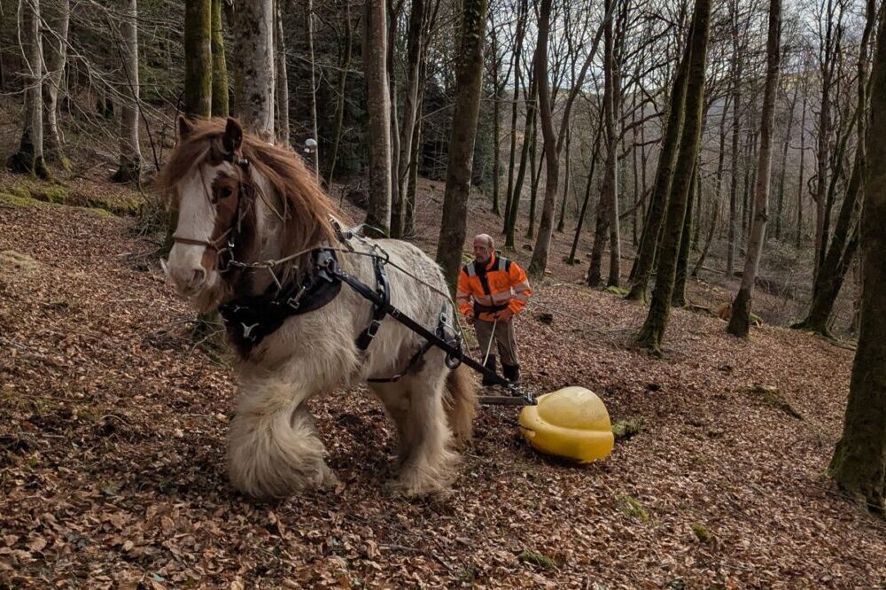 Horses at work: Traditional logging helps restore forest's biodiversity