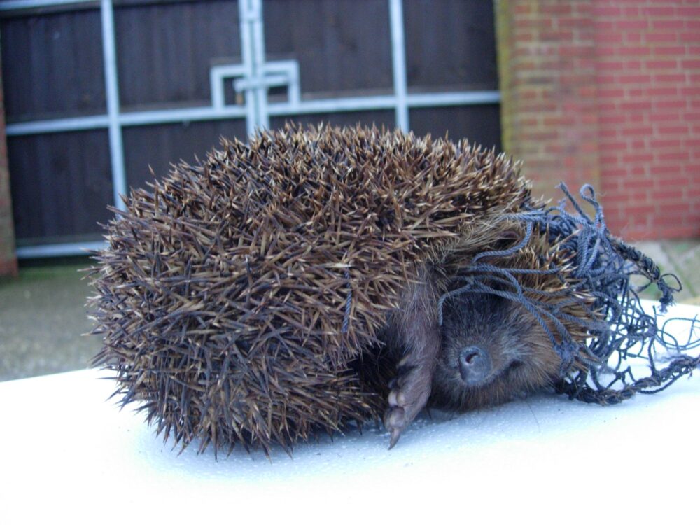 35% rise in sick and injured wild animals taken into RSPCA centres in ...