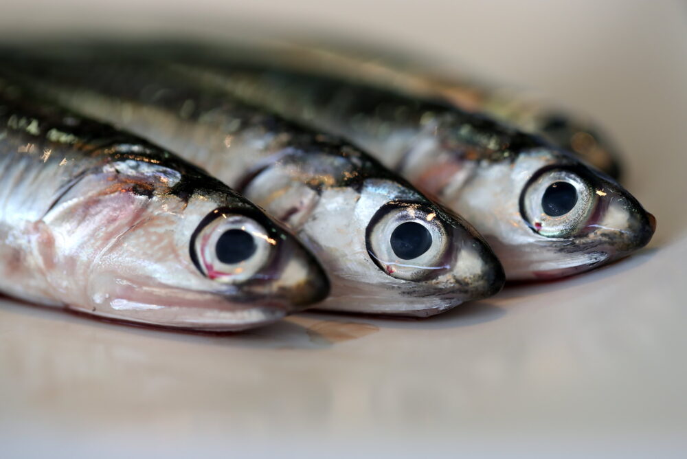 Mackerel slips further down the sustainability scale in latest ‘good ...