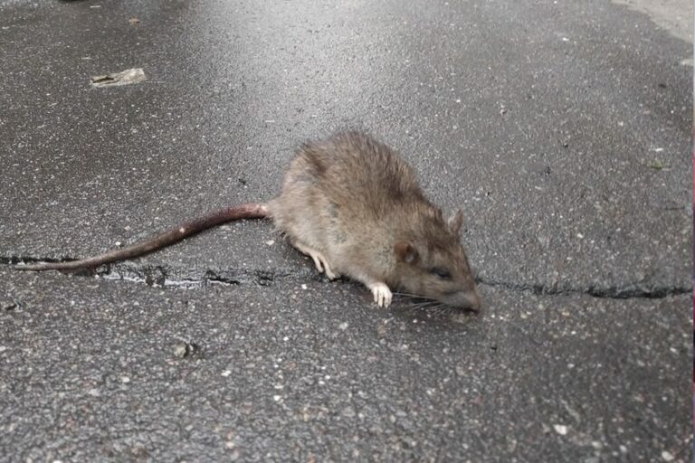 Welsh location has most concern about rats than anywhere else in Wales