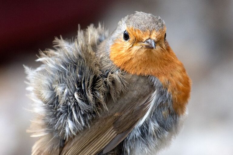 The lovely story of a scruffy robin from Llantwit Major who brought joy ...