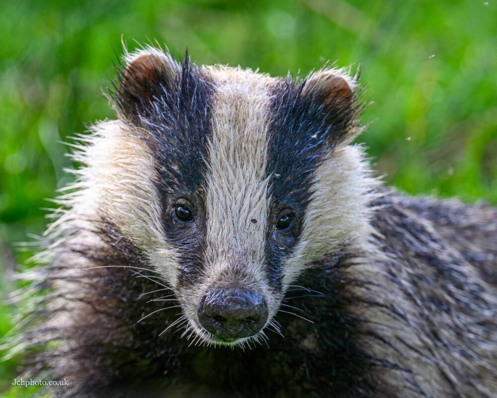 Man jailed after RSPCA finds 'sadistic' badger stabbing video