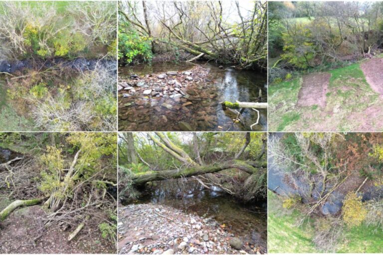 How wood is helping to restore river habitat