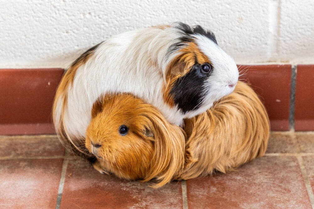 40% surge in guinea pigs coming into care prompts RSPCA warning