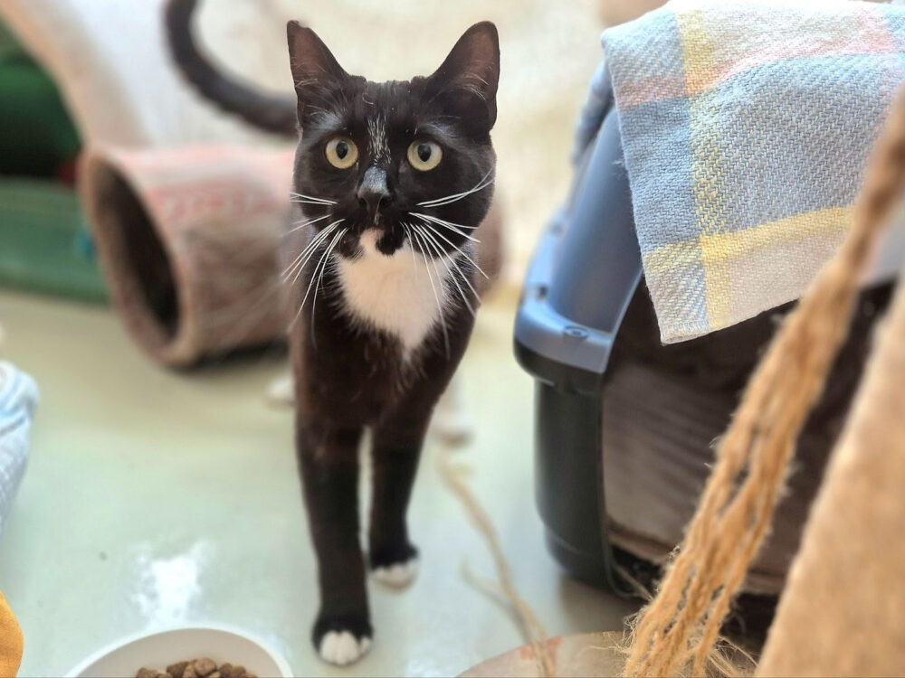 Cat crisis: Urgent Adoptober plea as record 1,700 cats in RSPCA care