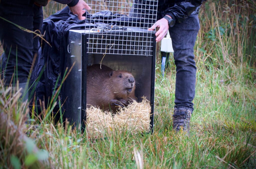 London beaver embarks on historic journey to help rewild Wales