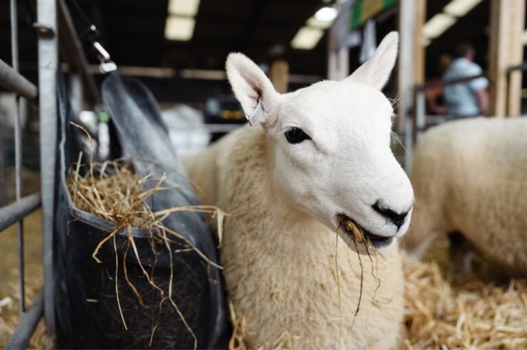 New sheep village to launch at Royal Welsh show this year