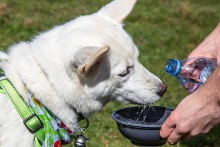 ‘Dog lockdown': RSPCA Cymru calls on pet owners to take action now