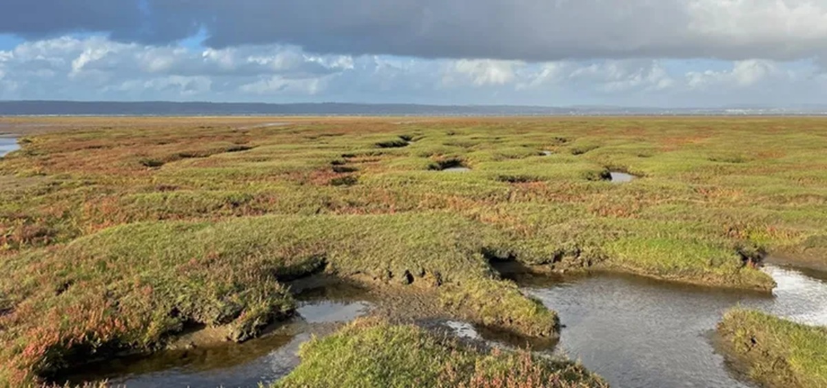 South Wales saltmarshes vital nurseries for young fish, study finds