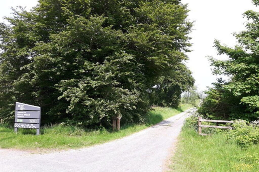 Public invited to help shape future of Welsh forest