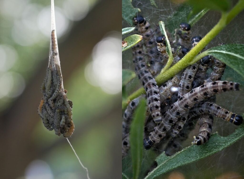 Wildlife filmmaker documents 'strange and spectacular' caterpillar ...