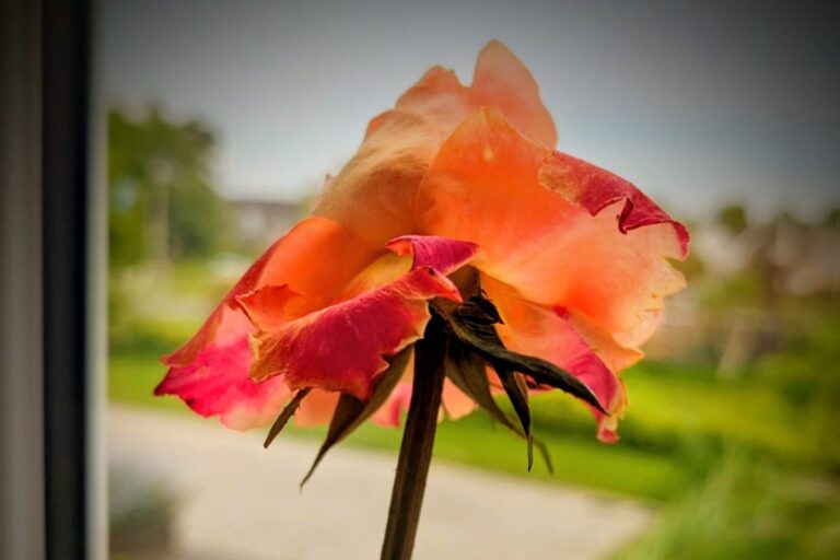 Poem on Sunday: Flowers in the Window