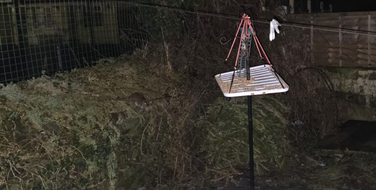 Woman fined £1,500 after rat infestation linked to wildlife feeding