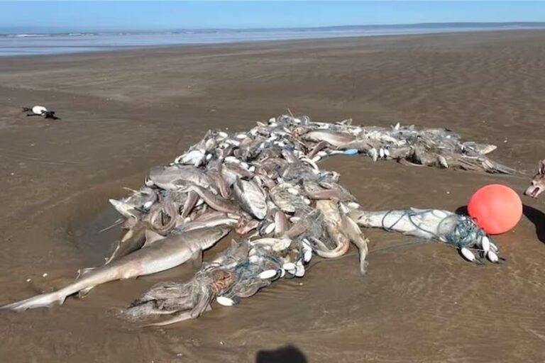 Shocking’ numbers of birds, dolphins and seals killed in fisheries – study