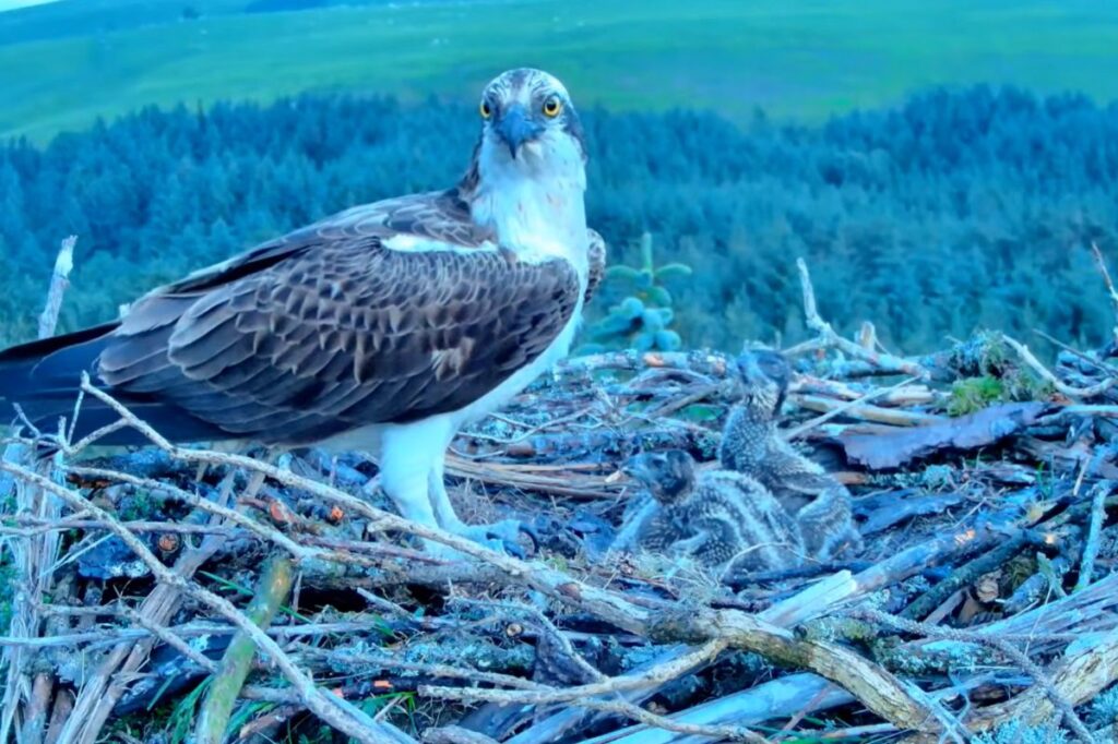 Wildlife enthusiasts left heartbroken by update from Welsh osprey nest
