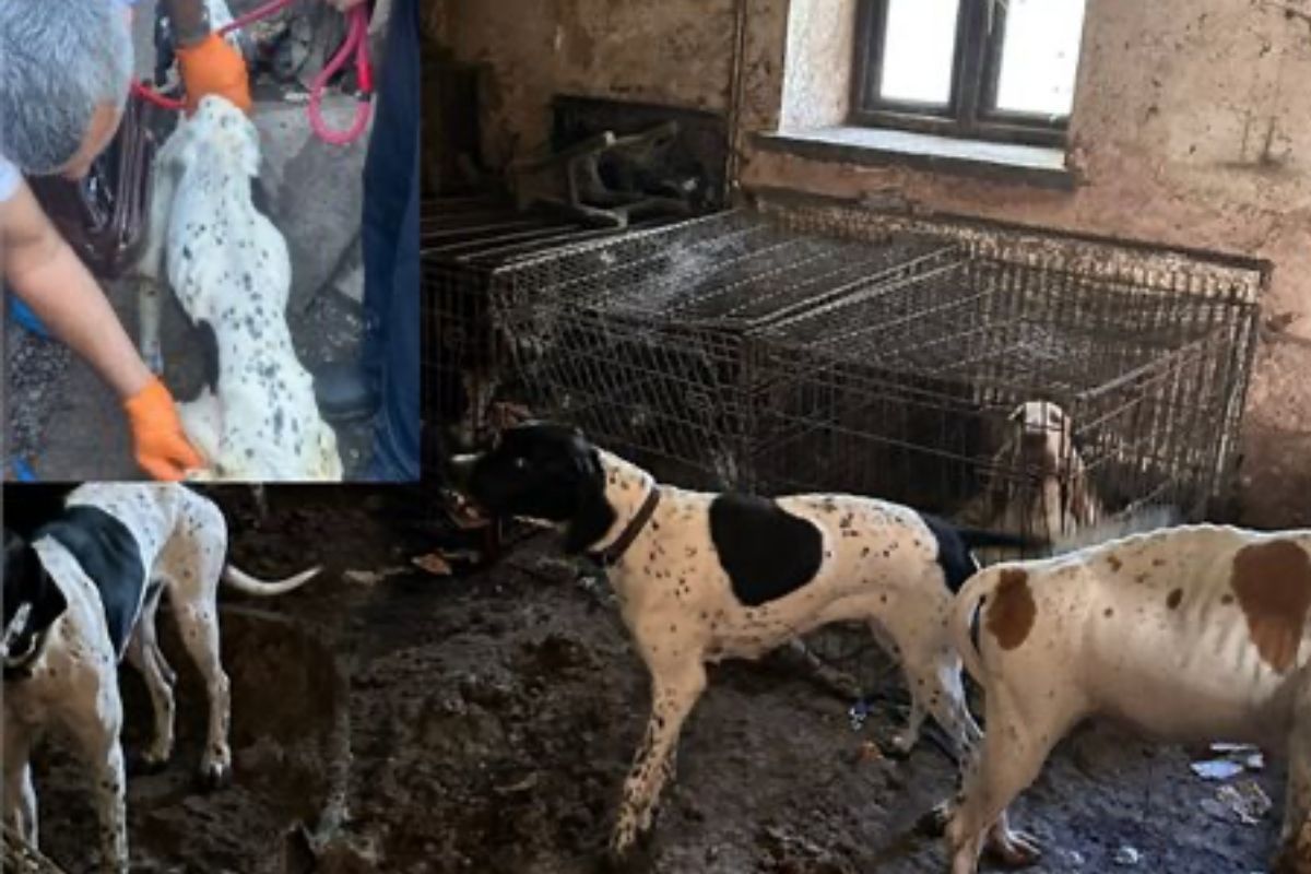 Suspended sentence for Crufts dog breeder after dozens of animals found ...